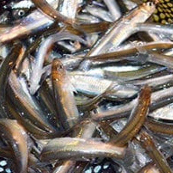 Emerald Shiner Scented Fish Attractant – BillyRub